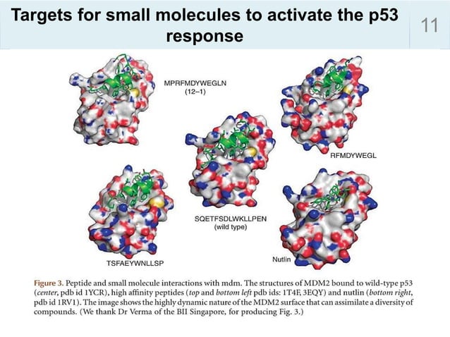 ASH2213Msc105M-oncology-p53-based Cancer Therapy.pptx