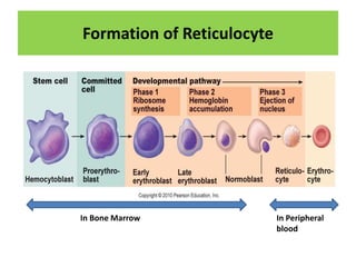 reticulocyte.pptx