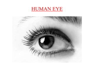 POWER POINT PRESENTATION | PPTX | Eye and Vision Conditions | Diseases ...