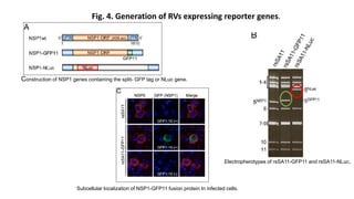 Asha RG papers | PPT