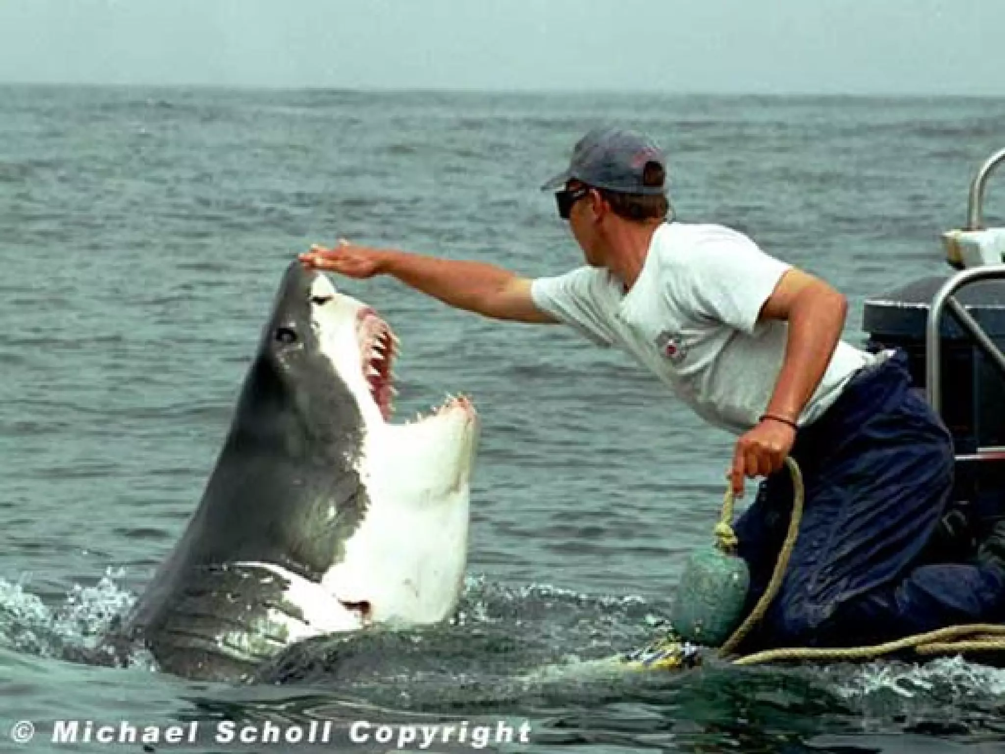 A shark s_love | PPS