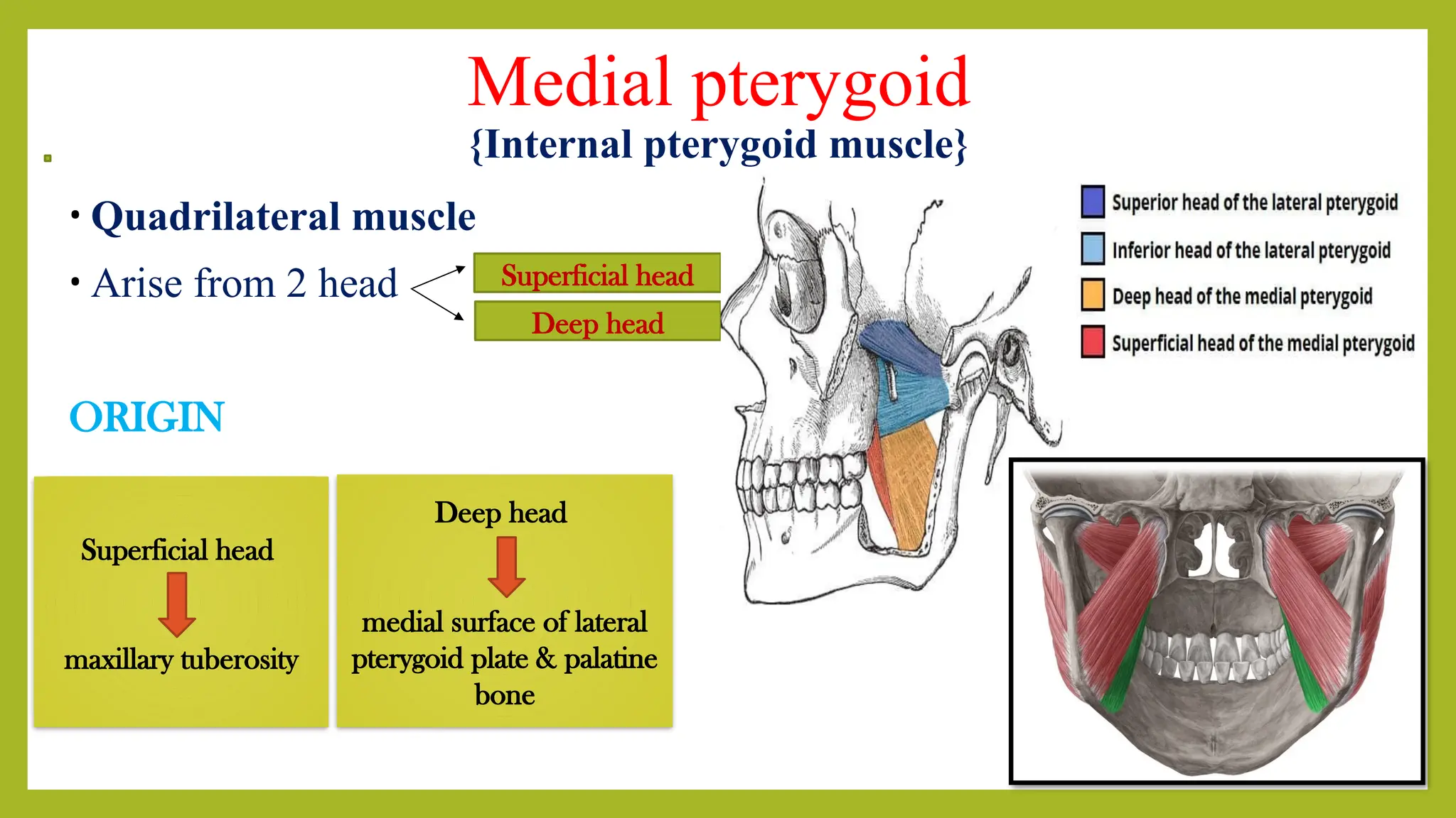 Muscles of Mastication AND ROLE IN PROSTHODONTICS | PPTX