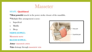 Muscles of Mastication AND ROLE IN PROSTHODONTICS | PPTX