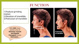 Muscles of Mastication AND ROLE IN PROSTHODONTICS | PPTX