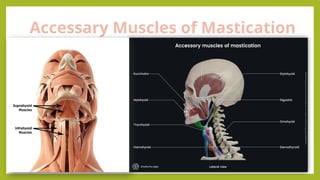 Muscles of Mastication AND ROLE IN PROSTHODONTICS | PPTX