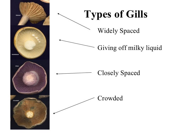 Asheville school mushroom program