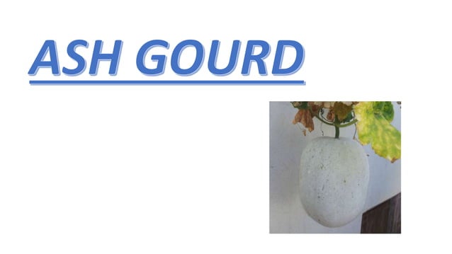 Ashgourd, Ash gourd | PPTX