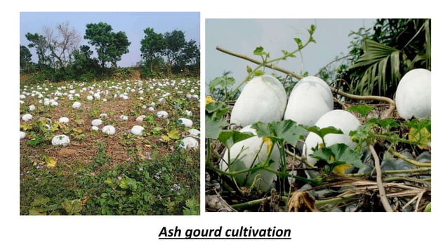Ashgourd, Ash gourd | PPTX