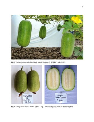 Development of a good quality ash gourd F1 hybrid through conventional ...