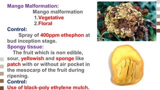 Mango.pptx