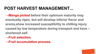 Mango.pptx