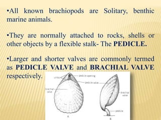 PHYLUM BRACHIOPODA | PPTX