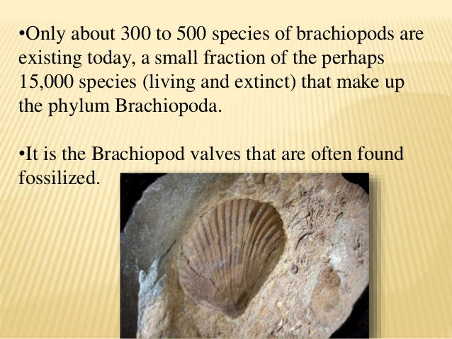PHYLUM BRACHIOPODA