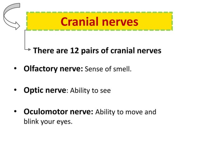 Ashiq Anatomy 2nd semistor.pptx