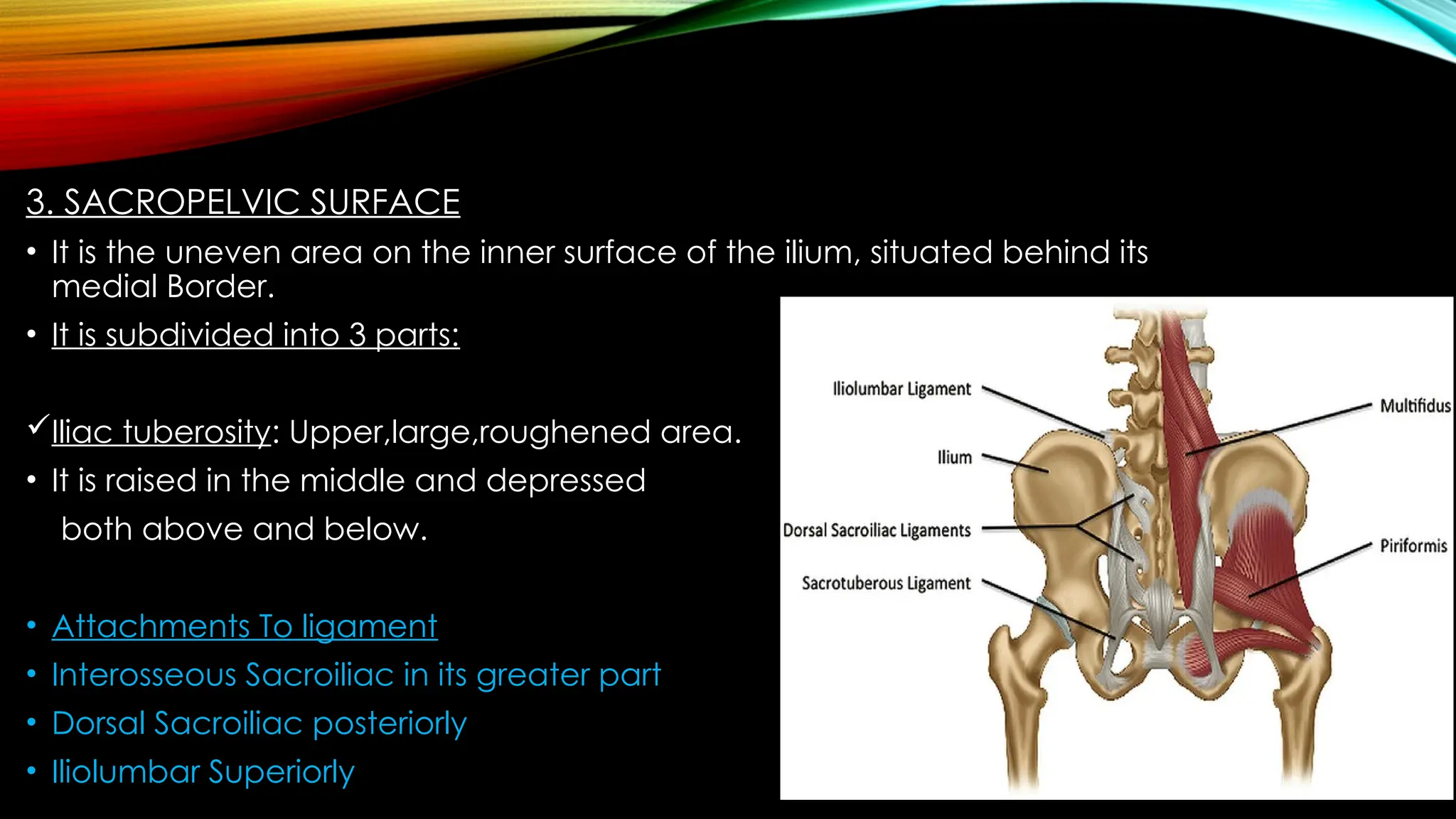 ILIUM BONE ANATOMY human body and function | PPTX