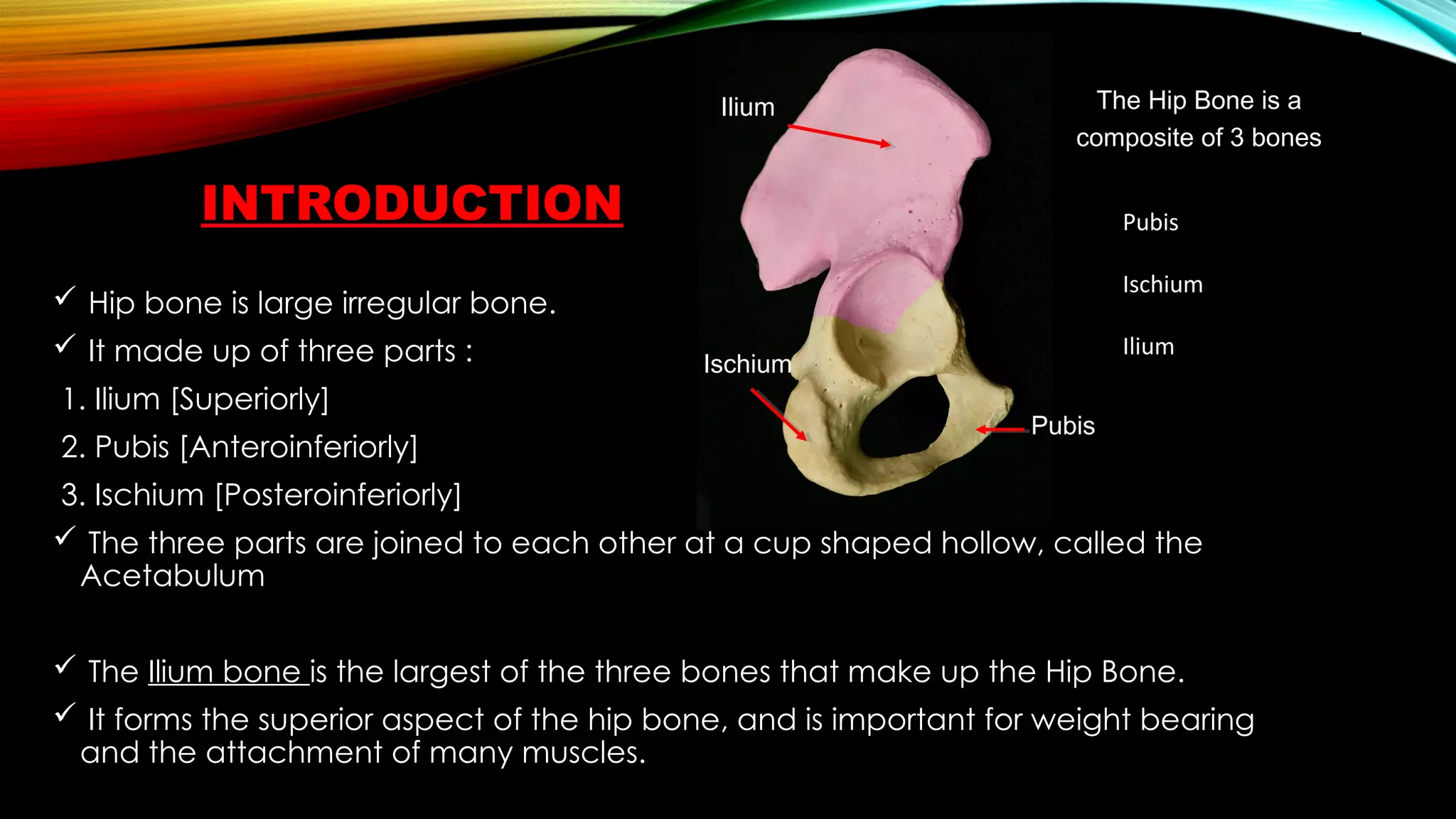 ILIUM BONE ANATOMY human body and function | PPTX