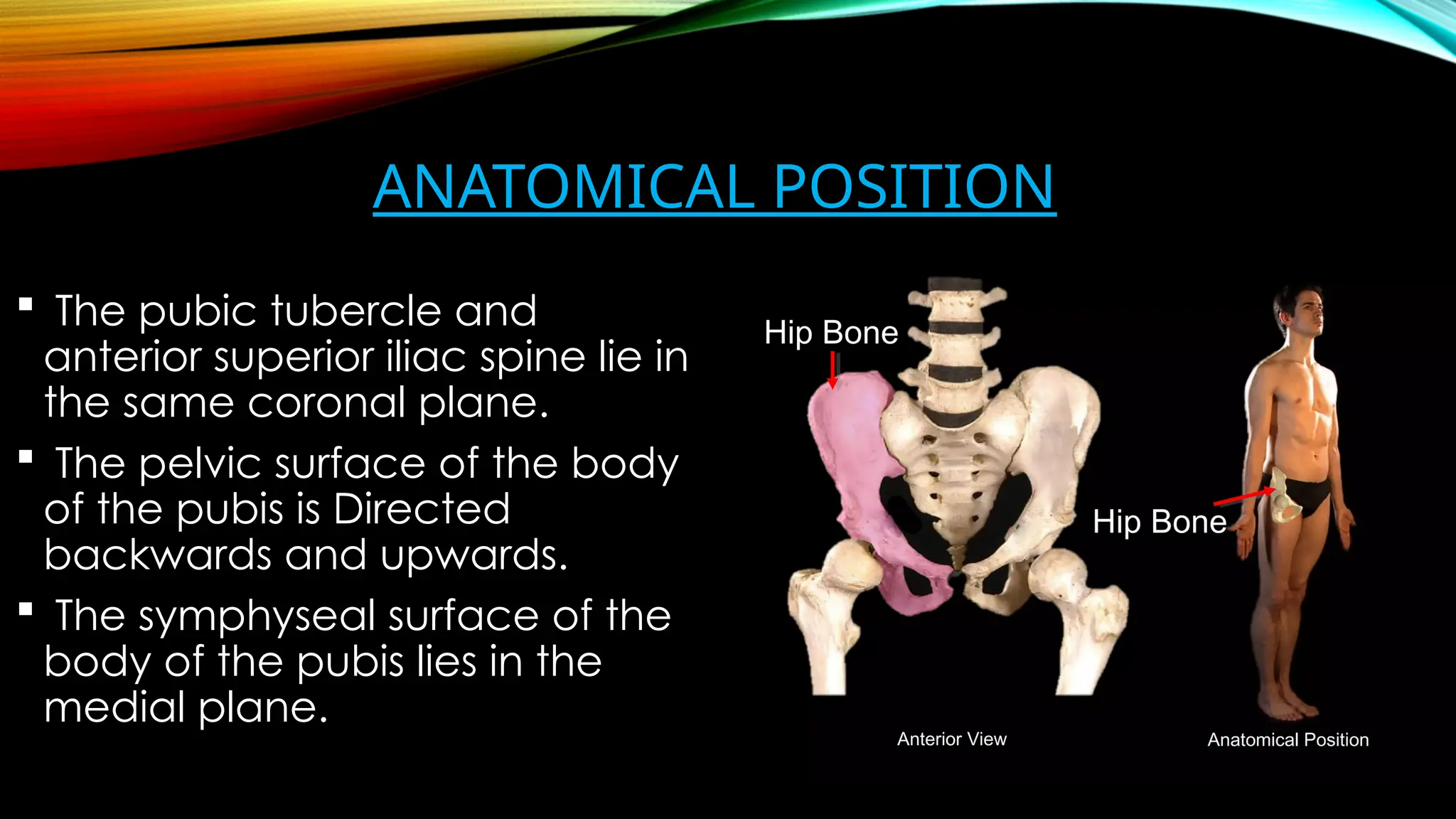 ILIUM BONE ANATOMY human body and function | PPTX