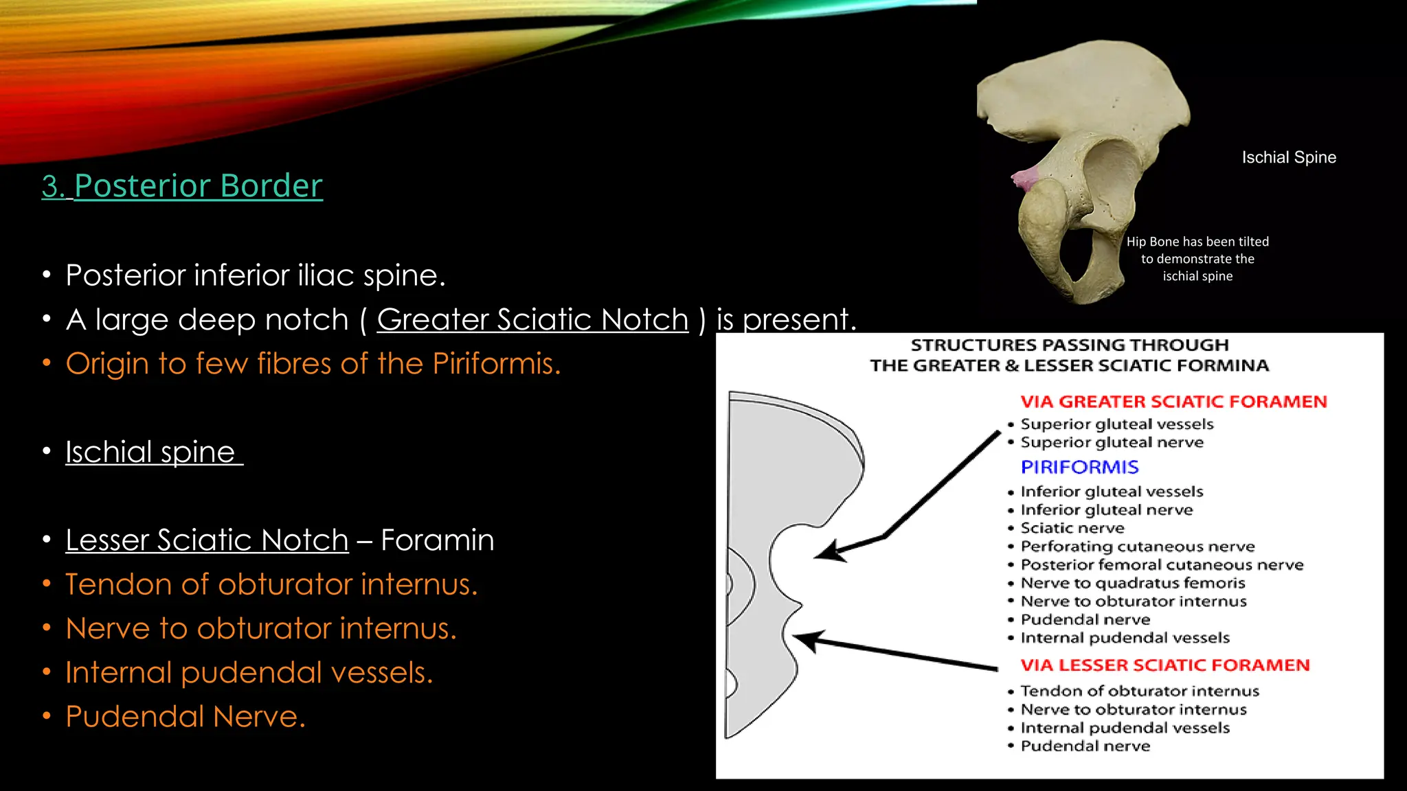 ILIUM BONE ANATOMY human body and function | PPTX