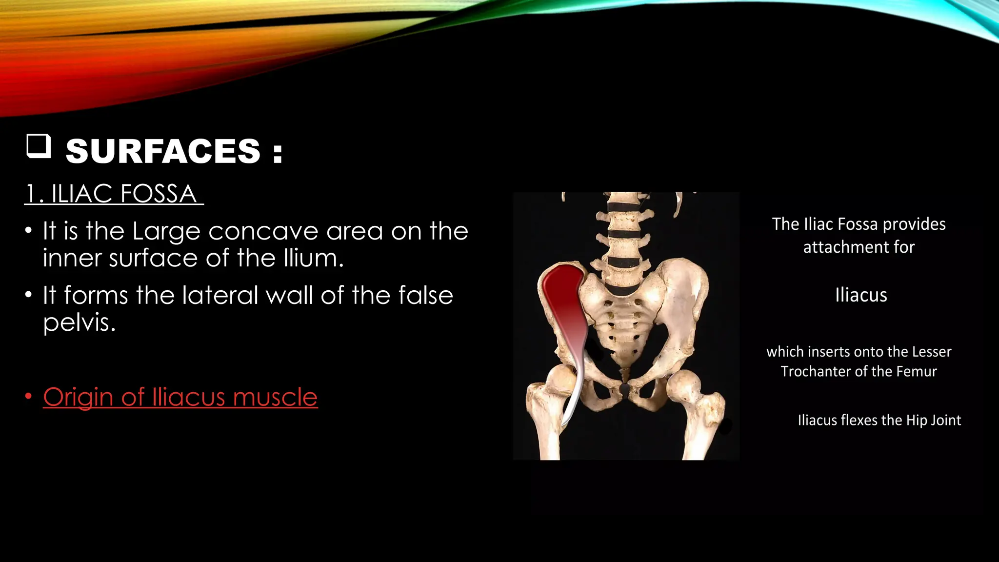 ILIUM BONE ANATOMY human body and function | PPTX