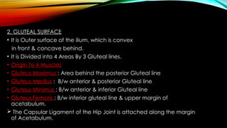 ILIUM BONE ANATOMY human body and function | PPTX