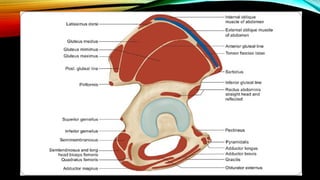 ILIUM BONE ANATOMY human body and function | PPTX