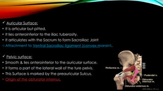 ILIUM BONE ANATOMY human body and function | PPTX