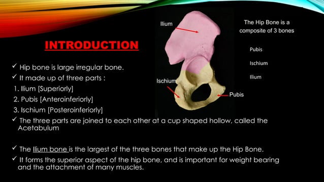 ILIUM BONE ANATOMY human body and function | PPTX