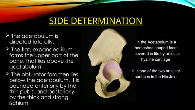 ILIUM BONE ANATOMY human body and function | PPTX