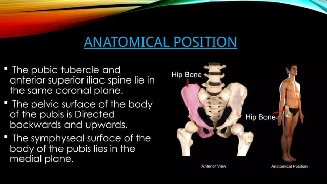 ILIUM BONE ANATOMY human body and function | PPTX