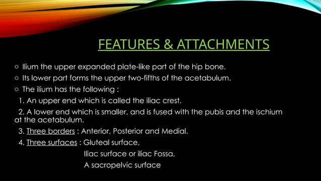 ILIUM BONE ANATOMY human body and function | PPTX