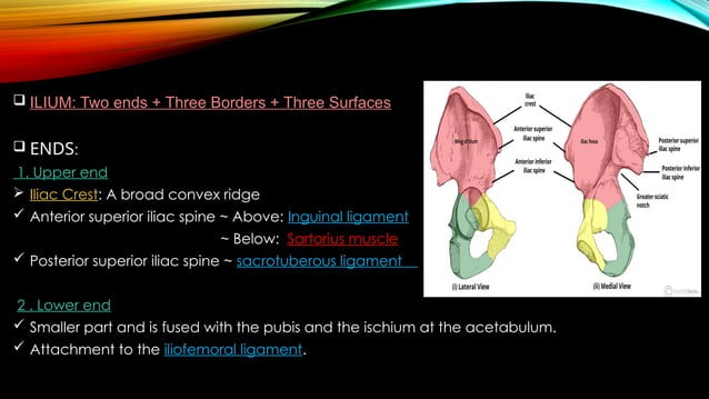 ILIUM BONE ANATOMY human body and function | PPTX