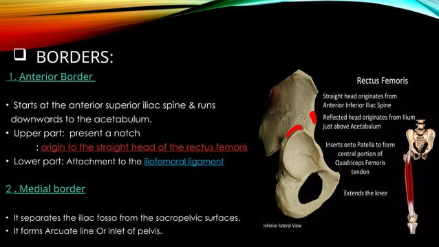 ILIUM BONE ANATOMY human body and function | PPTX