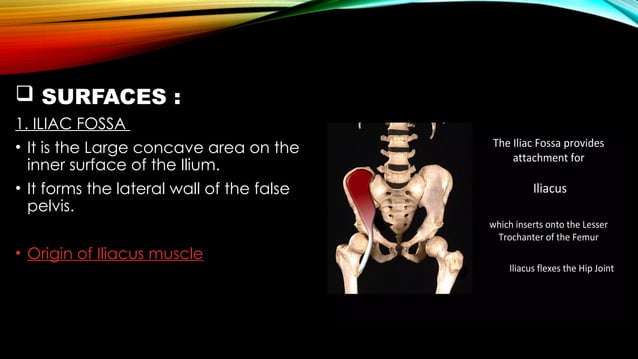 ILIUM BONE ANATOMY human body and function | PPTX