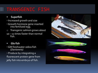 Transgenic animals by Ashish | PPT