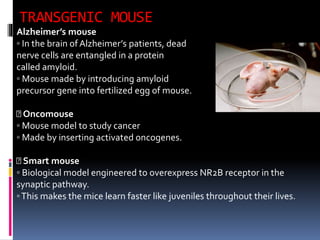 Transgenic animals by Ashish | PPTX