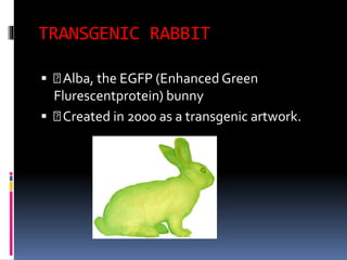 Transgenic animals by Ashish | PPT