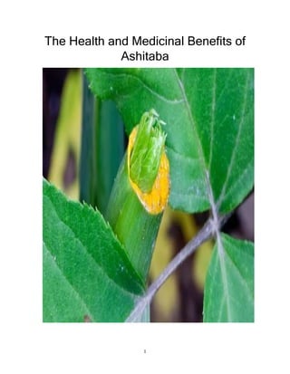 Ashitaba Plant Philippines