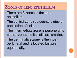 Crystalline lens - by Ashith Tripathi | PPTX