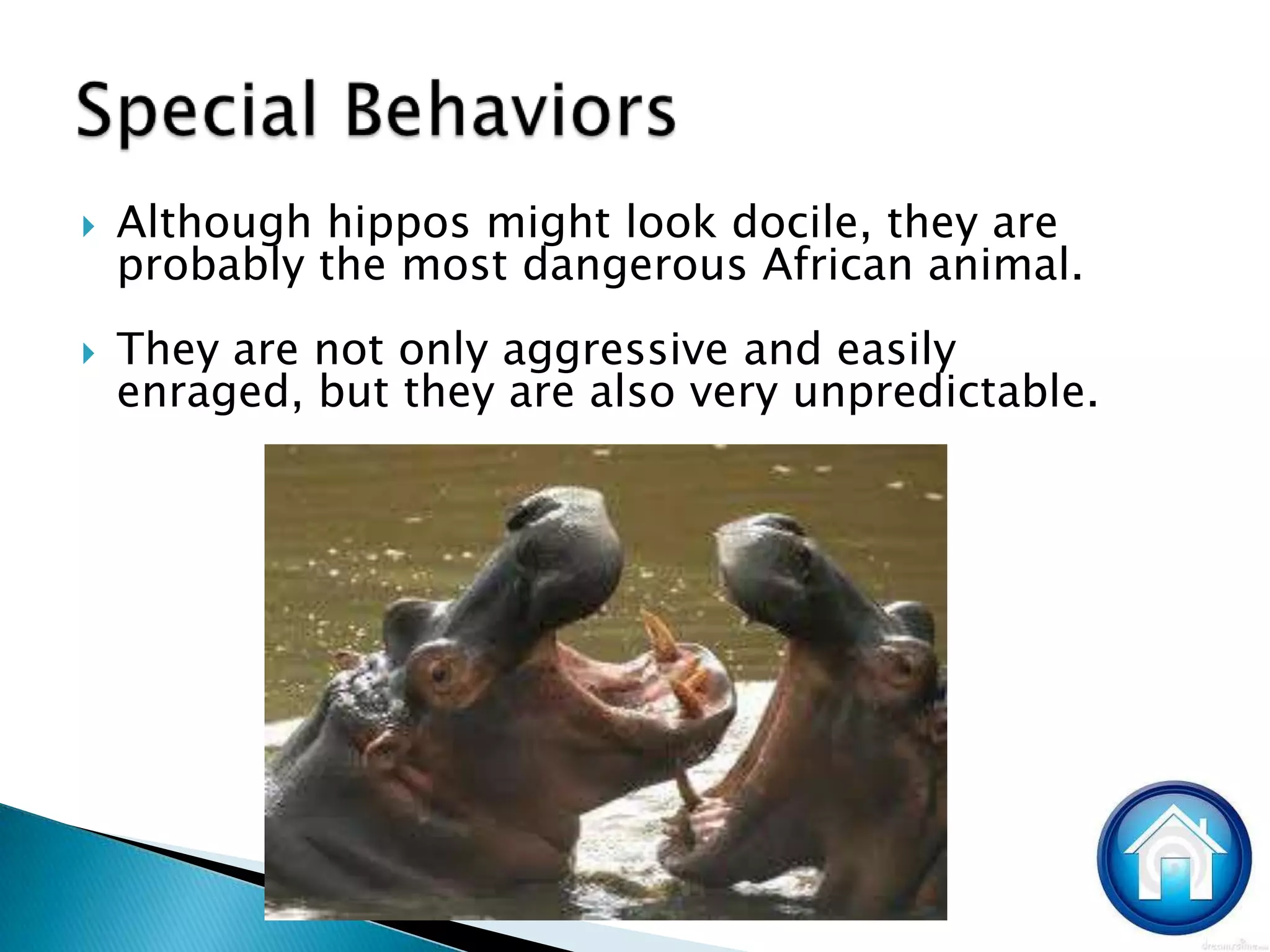 Ashleydaniels hippo | PPTX