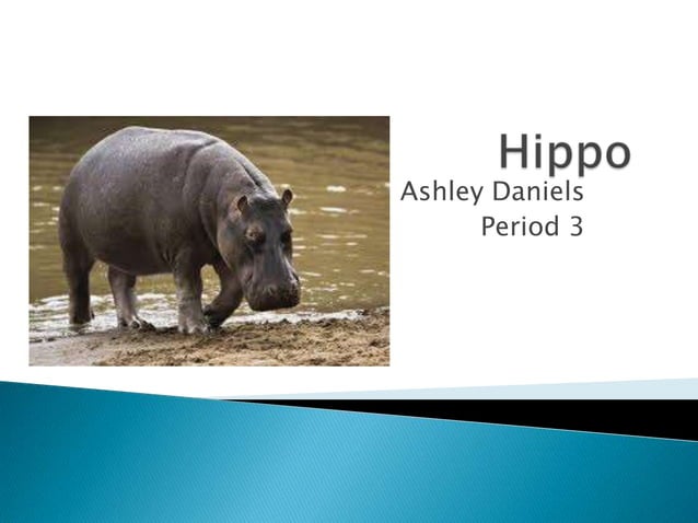 Ashleydaniels hippo | PPTX