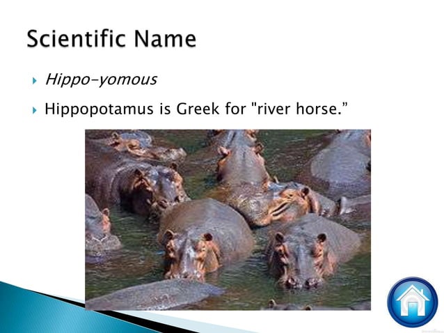 Ashleydaniels hippo | PPTX