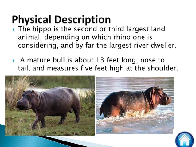 Ashleydaniels hippo | PPTX