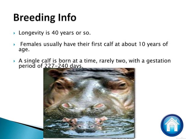 Ashleydaniels hippo | PPTX