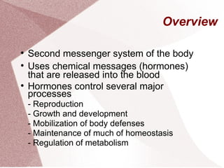 The Endocrine System | PPT
