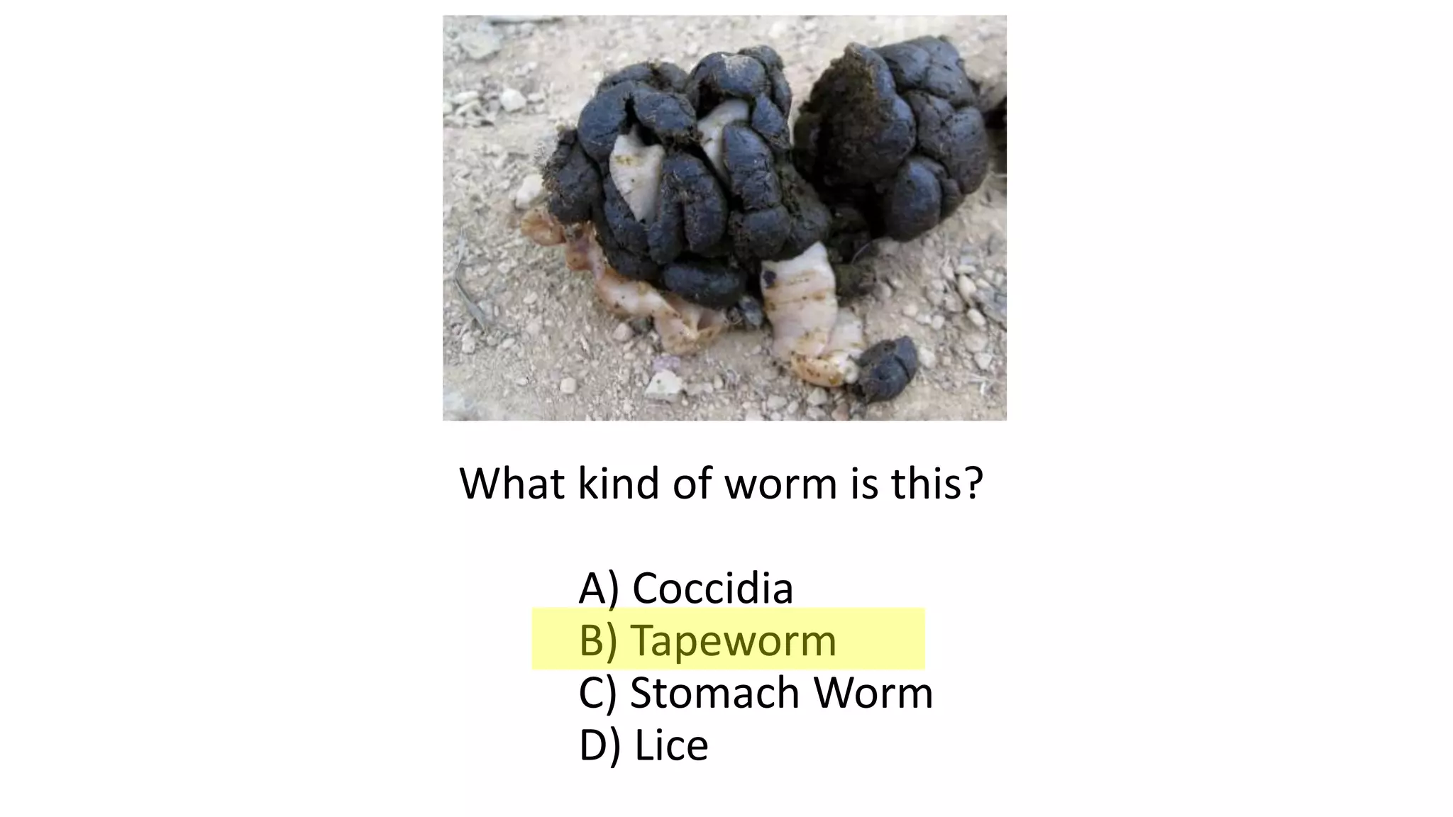 Junior Skillathon Worm Station | PPTX