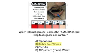 Junior Skillathon Worm Station | PPTX