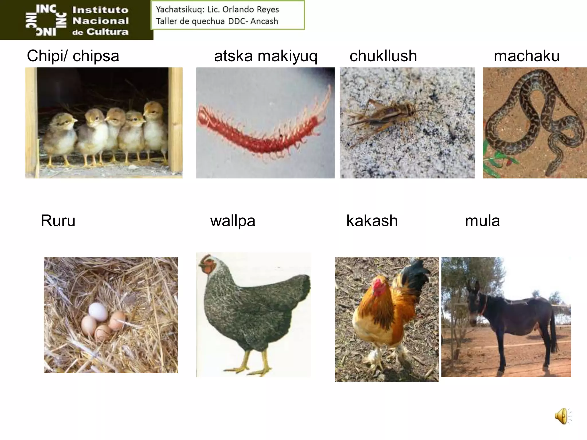 animales en el quechua Ancashino = Ashmakuna | PPTX