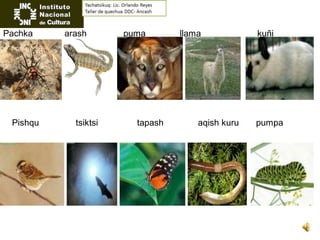 animales en el quechua Ancashino = Ashmakuna | PPTX
