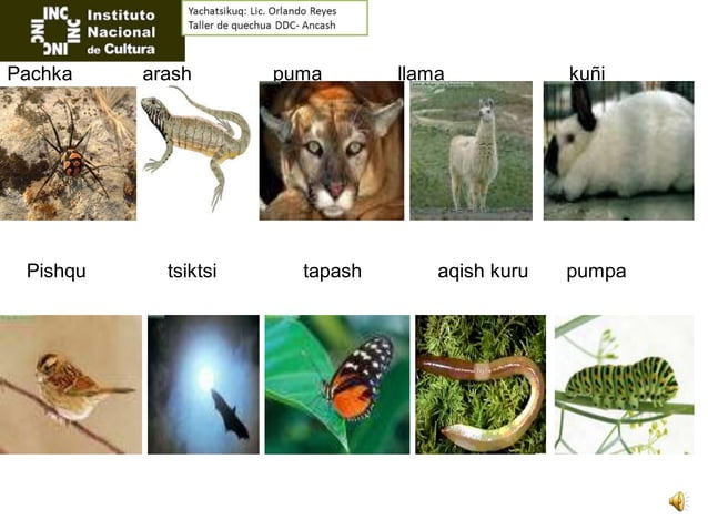 animales en el quechua Ancashino = Ashmakuna | PPT