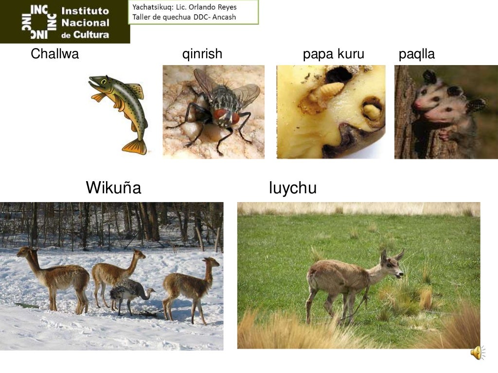 animales en el quechua Ancashino = Ashmakuna